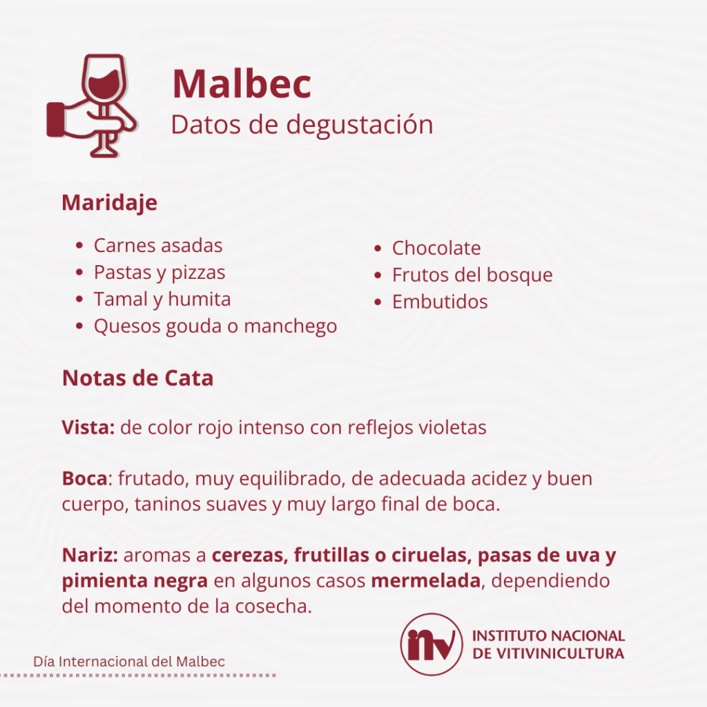 La historia del Malbec, la uva emblemática de Argentina - Camino Gastronómico